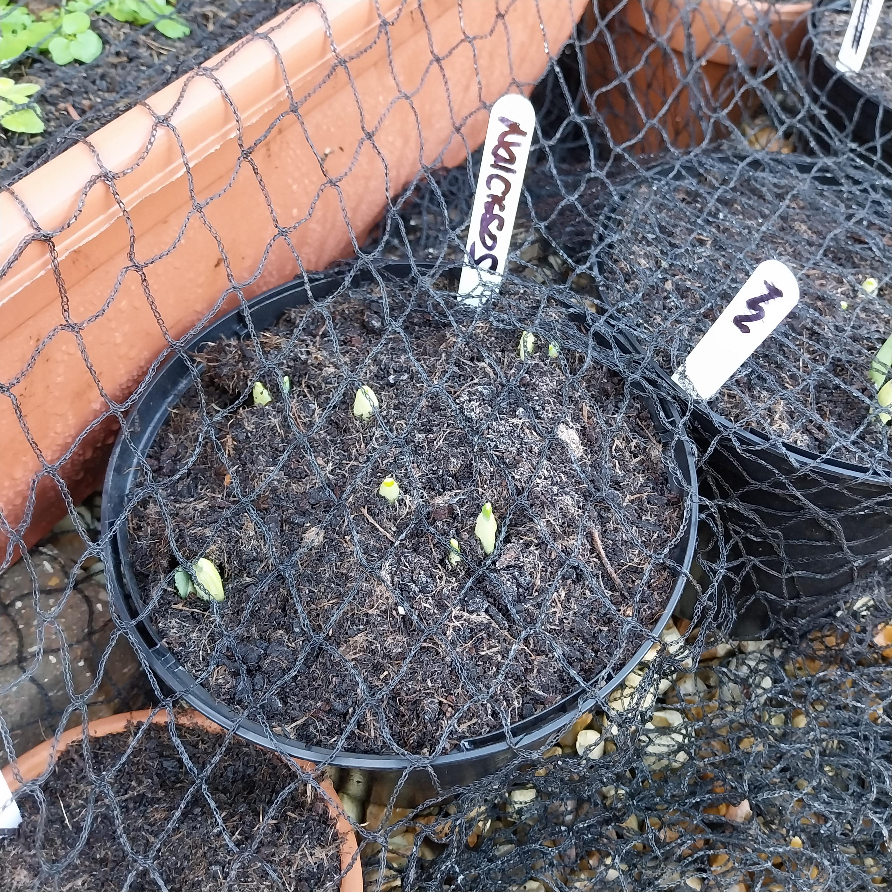 Six on Saturday – My Gardening Week – What Cathy Read Next…