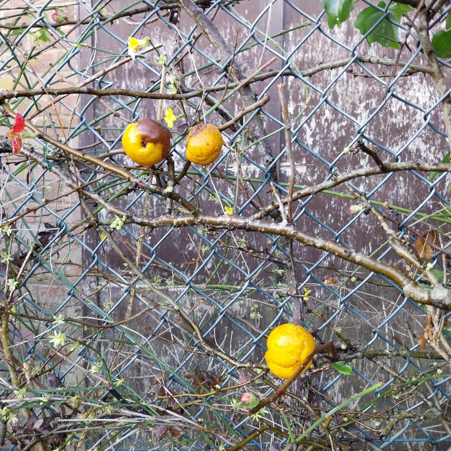 Six on Saturday – My Gardening Week – What Cathy Read Next…