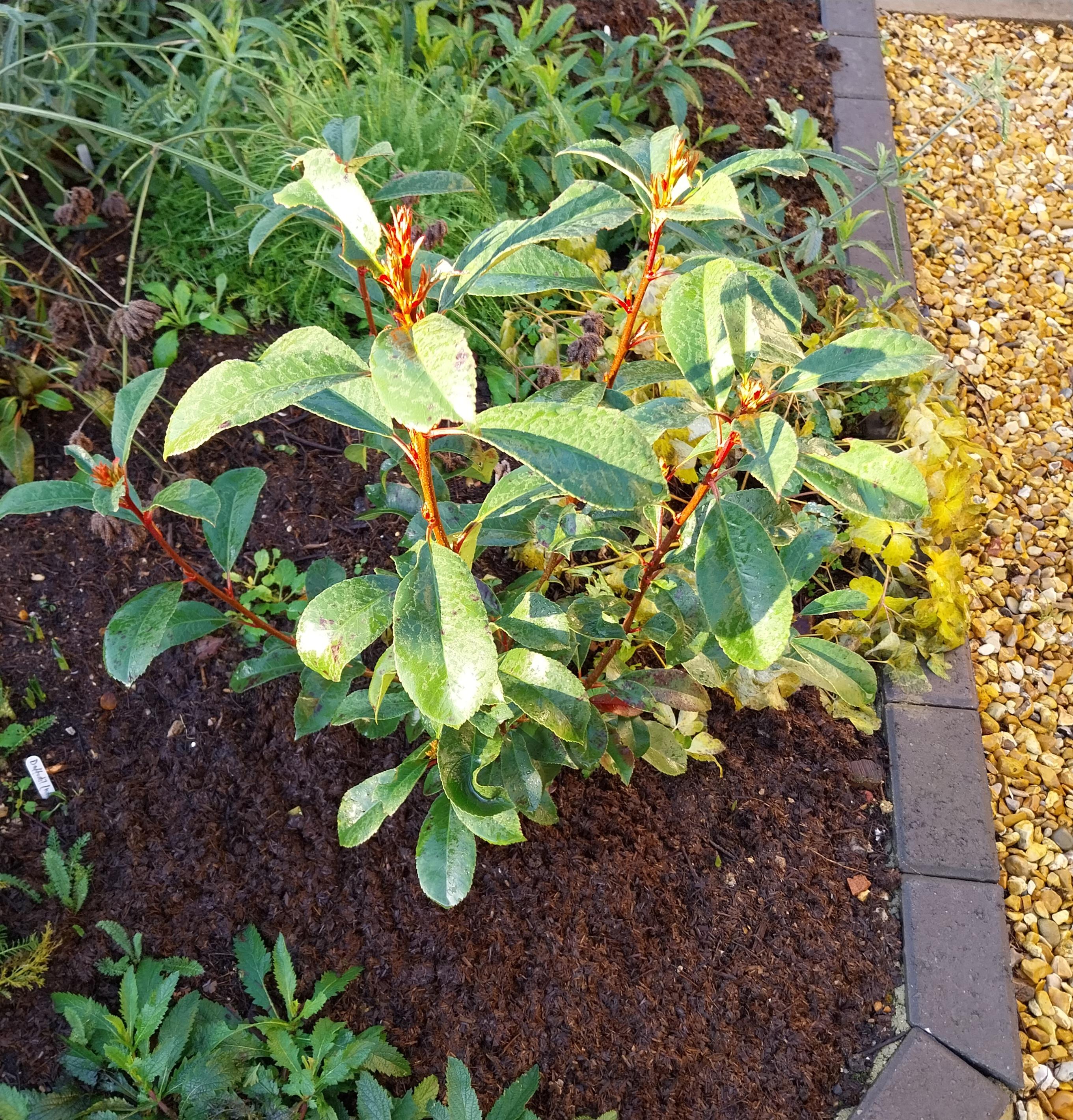 Six on Saturday – My Gardening Week – What Cathy Read Next…