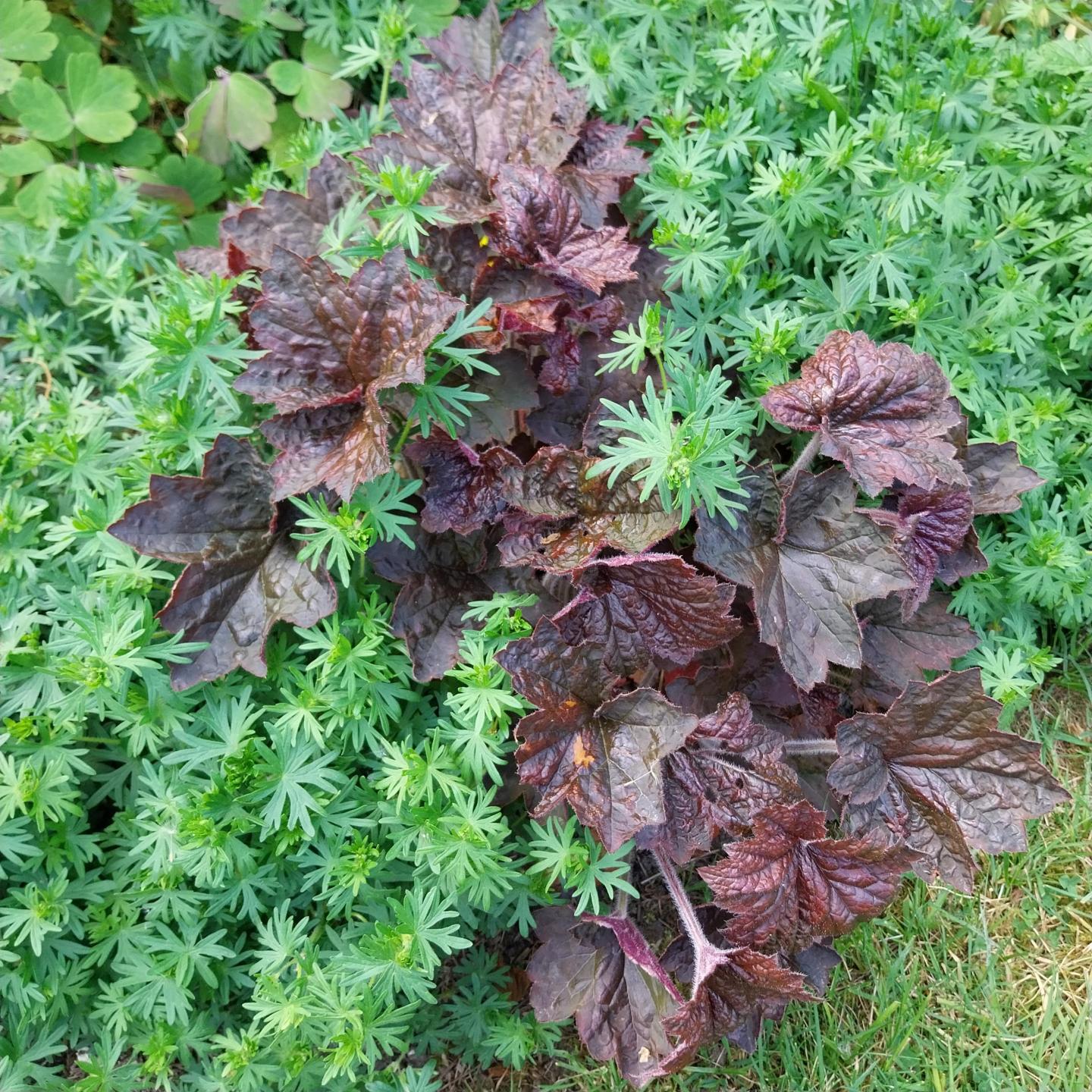 #SixOnSaturday – Six things happening in my garden this week – What ...